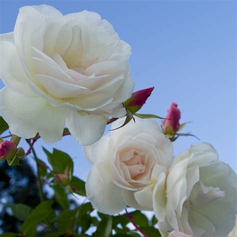 Rosa Iceberg