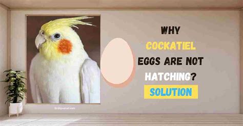 Why Cockatiel Eggs Are Not Hatching Solution