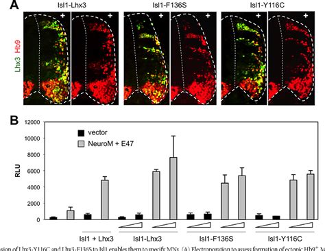 Figure 2 From Critical Roles Of The Lim Domains Of Lhx3 In Recruiting Coactivators To The Motor