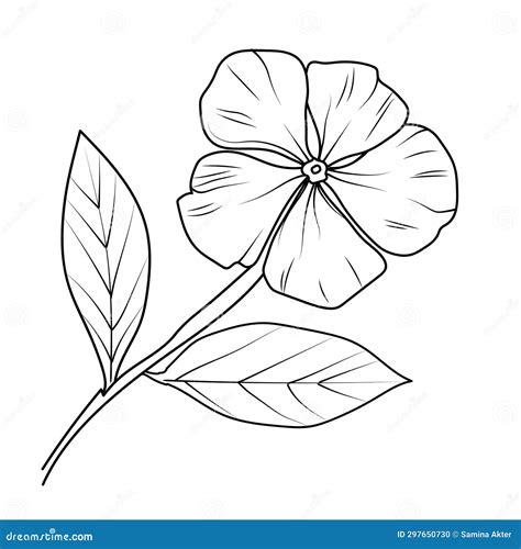 Periwinkle Plant Drawing Lesser Periwinkle Wall Art Prints And Posters