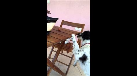 Το πιο εξυπνο σκυλι στον κοσμο Youtube