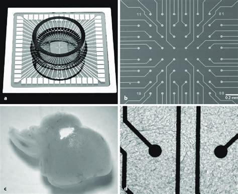 A D Microelectrode Arrays Are Produced Photolithographically From Thin