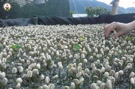 Etapas Del Cultivo Del Café Y Del Beneficio Yo Amo El Café De Colombia