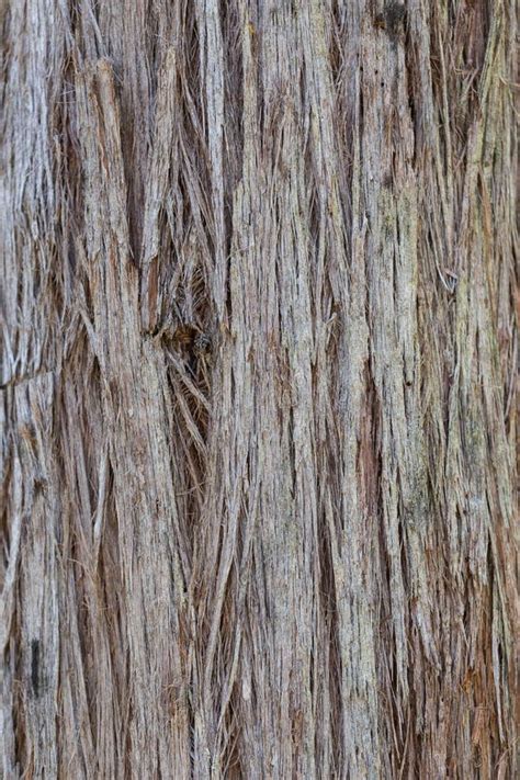Australian Stringy Bark Tree Stock Image Image Of Stringy Wood 81251519