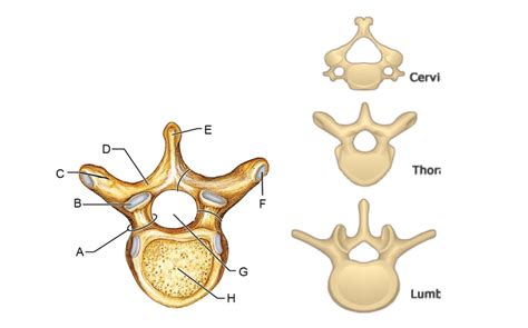 Vertebrae Bones Diagram Quizlet