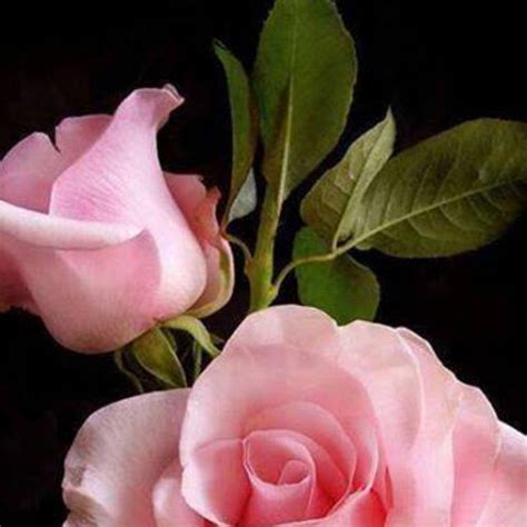 Asmaa Samir National Research Center Egypt Cairo Nrc Department