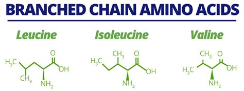Protein Creatinine Branched Chain Amino Acids At Caitlyn Lavater Blog