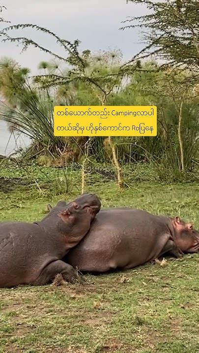 ကင်ညာနိုင်ငံက ရေမြင်းတွေကိုသဘာဝအတိုင်းကြည့်လို့ရတဲ့ Campsite Youtube