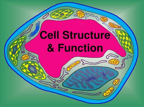 Chapter Cell Structure Functions University Quiz Wayground Formerly Quizizz