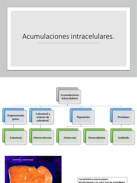 Acumulaciones Intracelulares Pdf Aterosclerosis Hígado