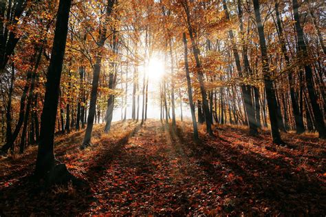 22 Blog Post Ideas For Autumn Lovers Food And Other Loves