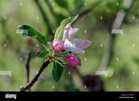 Small Apple Tree Blossom In Spring Small Town Yard Bulgaria Stock