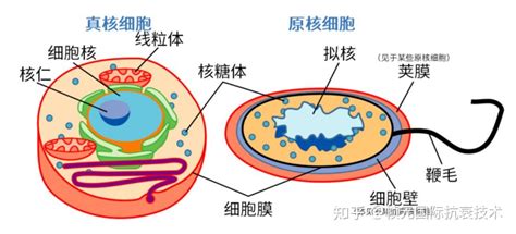 科普：探秘细胞分裂 细胞器的增殖及促进其增值的方法 知乎