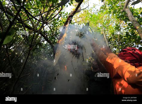 Traditional Honey Collection Sundarbans A Unesco World Heritage Site