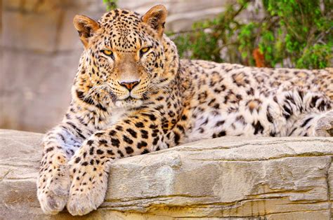 Бесплатно Картинки Животные 70 фото