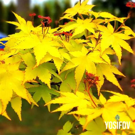 Ясен Fraxinus Разсадник Йосифов