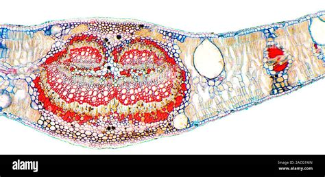 Xerophyte Cross Section Epidermis