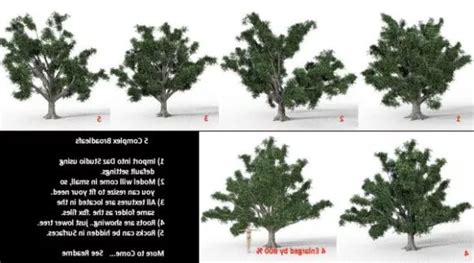 Complex Broadleaf Tree Set Free 3d Model Fbx Open3dmodel