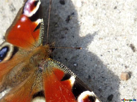 Eyes On The Wings Of A Butterfly Free Image № 50366