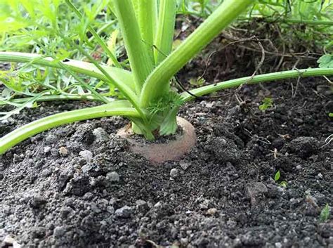 ニンジン（人参）の栽培方法・育て方のコツ やまむファーム 栽培 野菜作り プランター 菜園