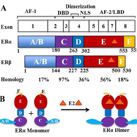 a schematic representation of human vdr gene locus which is spread on