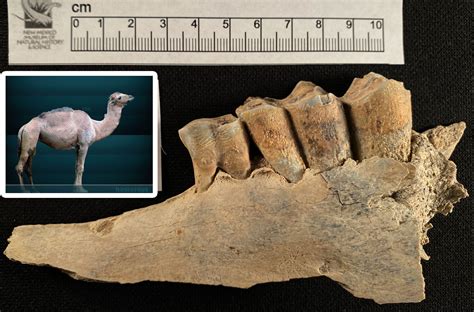Fossils Of The Basin And Range — Earth Home