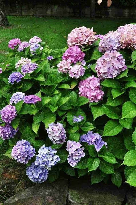 11 Cone Hydrangea Varieties We Love Hydrangea Love