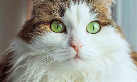 Discover The Best Cat Breed For Your Zodiac Sign Signo