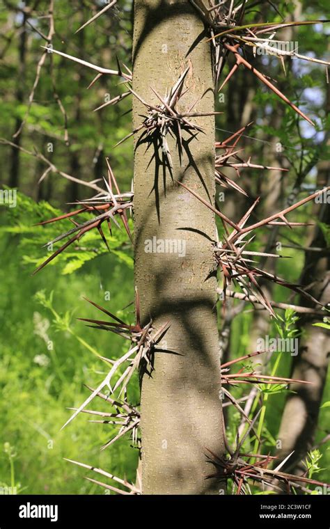 Thorn Trees Identification