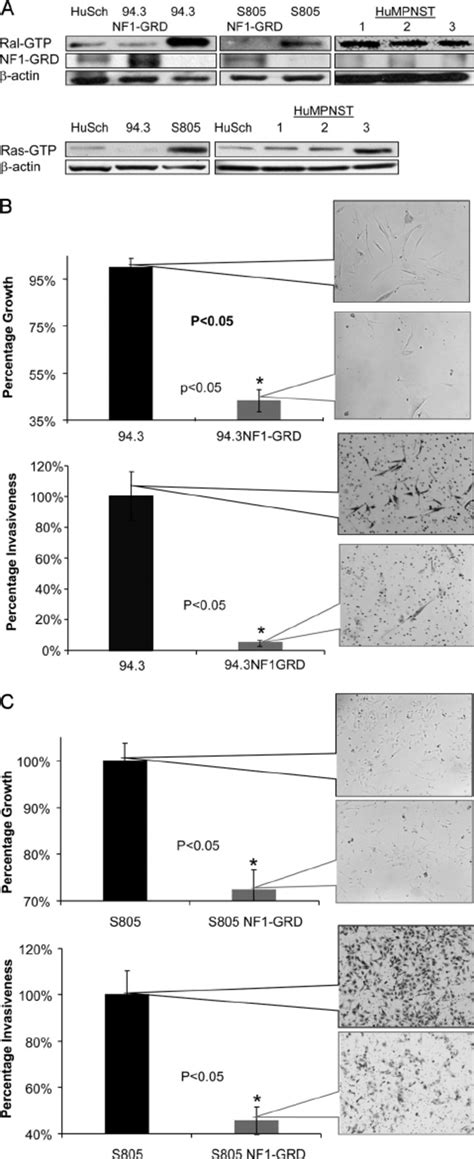 Ral Activation In Human Mpnst And Schwann Cells And The Effects Of