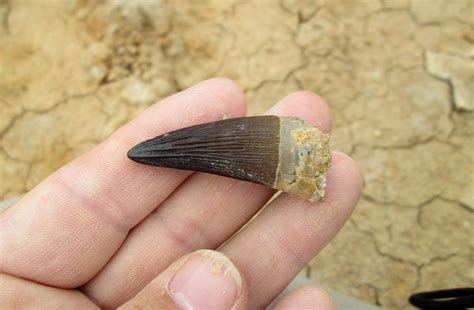 North Texas Fossils