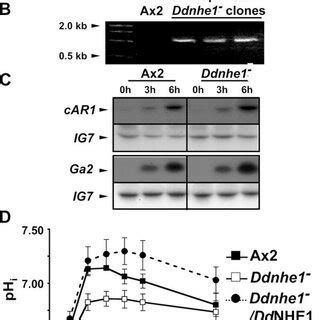 Ddnhe Expression Is Developmentally Regulated And Is Necessary For