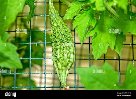 Commonly Called Bitter Melon Goya Bitter Apple Bitter Gourd Bitter
