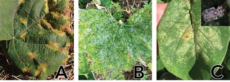 Insect Pest Photo Guide 07