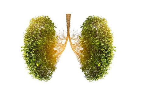 Tree Lungs Stock Photos Images And Backgrounds For Free Download