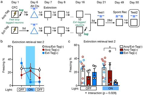 Stimulating Extinction Tagged Neurons Promotes Extinction Retrieval In