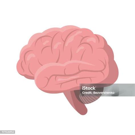 인간의 뇌는 흰색 배경에 고립 상세한 평면 디자인의 벡터 일러스트레이션 내부 장기 뇌 아이콘 의료 포스터 개념 인포 그래픽 요소