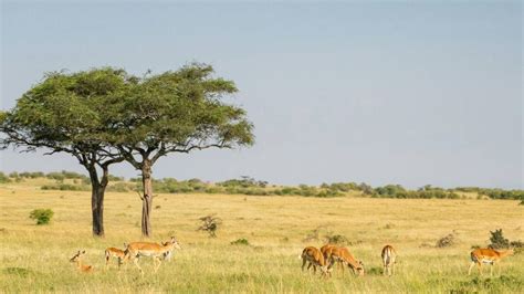 Rethinking Ecosystem Engineering