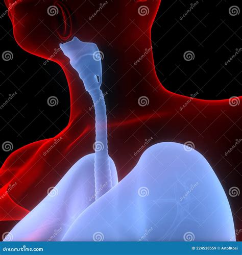 Longen Maken Deel Uit Van De Anatomie Van De Menselijke Luchtwegen 3d
