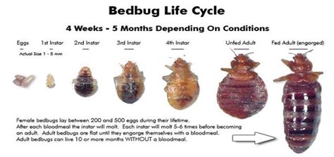 Just To Share Lau Tai Onn Bed Bug Epidemic