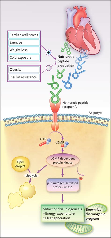 The Natriuretic Peptides And Fat Metabolism New England Journal Of