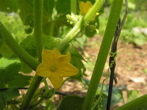 Hand Pollinating Cucumbers Tips For Cucumber Plant Pollination Gardening Know How