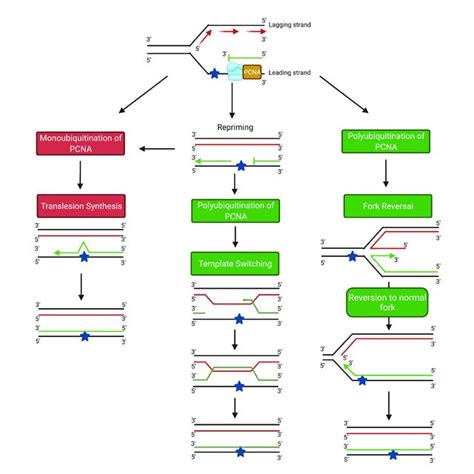 Schematic Diagram Showing The Main Ddt Pathways In Eukaryotic Cells