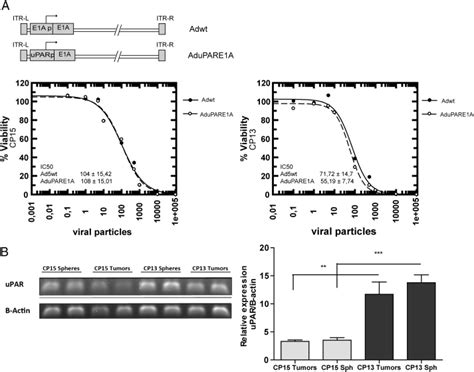 In Vitro Cytotoxic Effects Of Adupare1a Oncolytic Adenovirus In Cp15