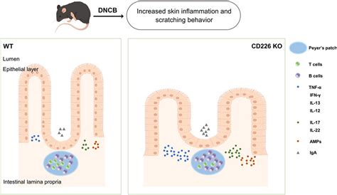 Cd226 Deficiency Exacerbated Intestinal Immune Dysregulation In Mice