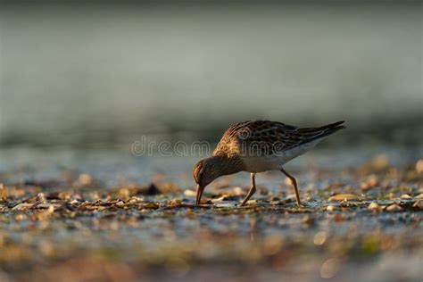 Pectoral Sandpiper Feeding At Seaside Beach Stock Image Image Of