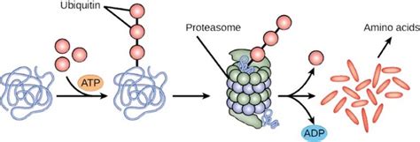 Protein Synthesis V Additional Regulation An Interactive Introduction To Organismal And