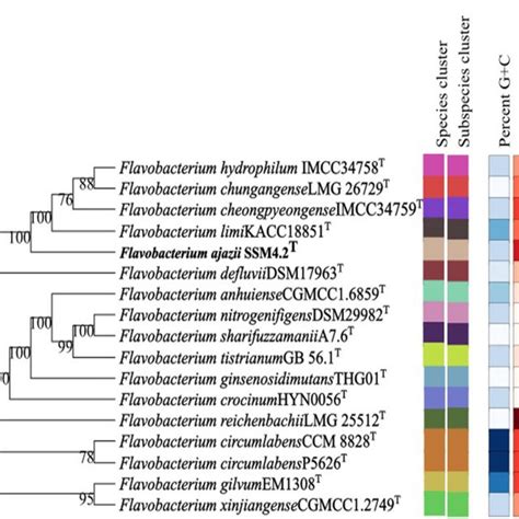 Phylogenomic Tree Showing The Relationship Between Strain SSM4 2T And
