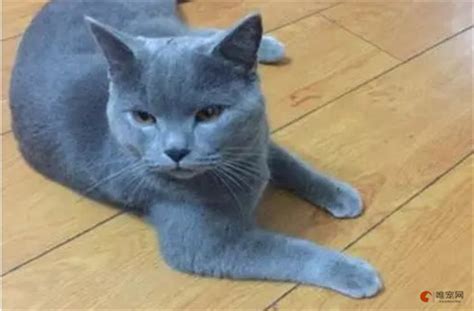 英短蓝猫犯错挨打长记性么 唯宠网