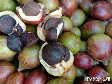 贵州黎平孟彦镇：油茶丰收采摘忙（图）国家旅游地理探索自然 传播人文 愉悦身心